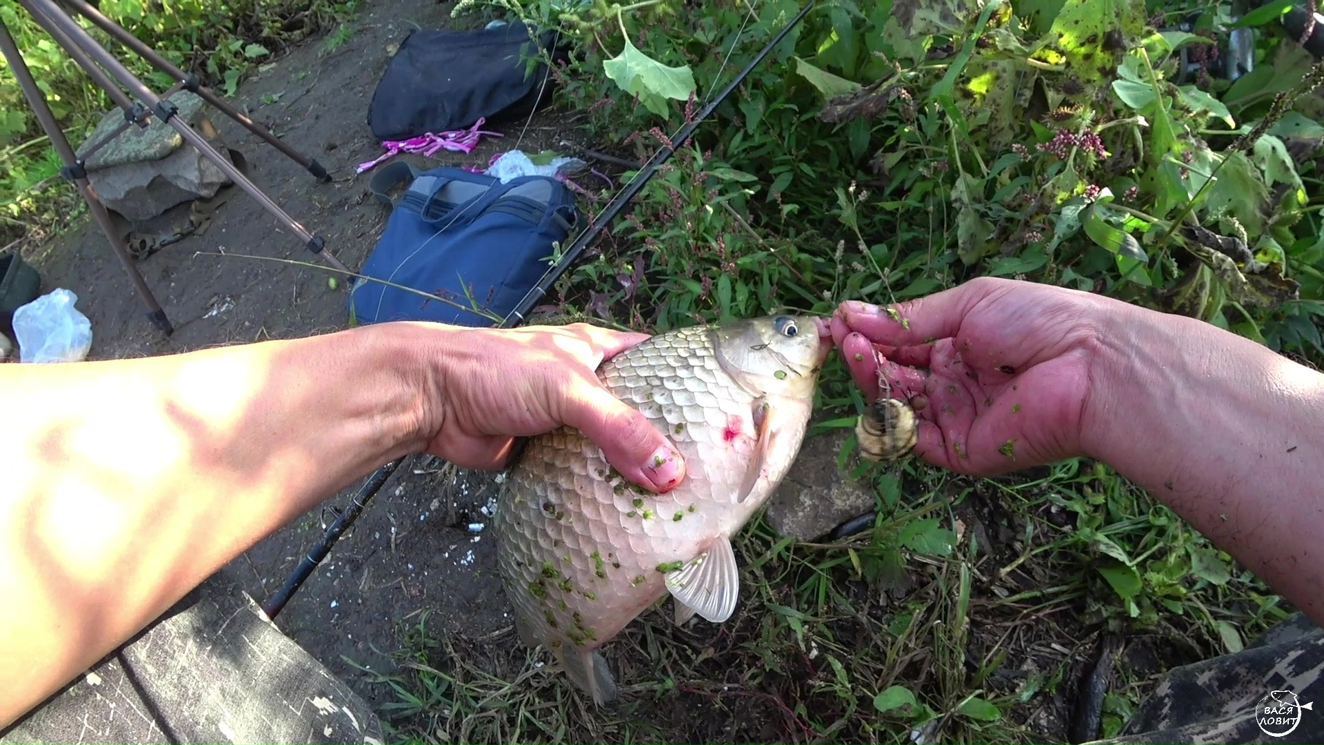 ОСЕННИЙ КАРАСЬ НА ДОНКИ р.Дон сентябрь 22