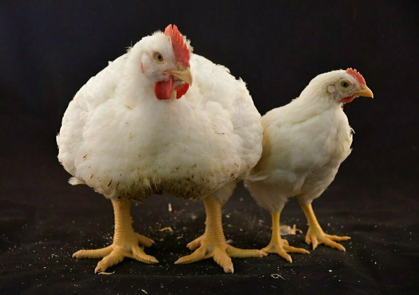 Бройлеры в первый раз. (Часть 2).