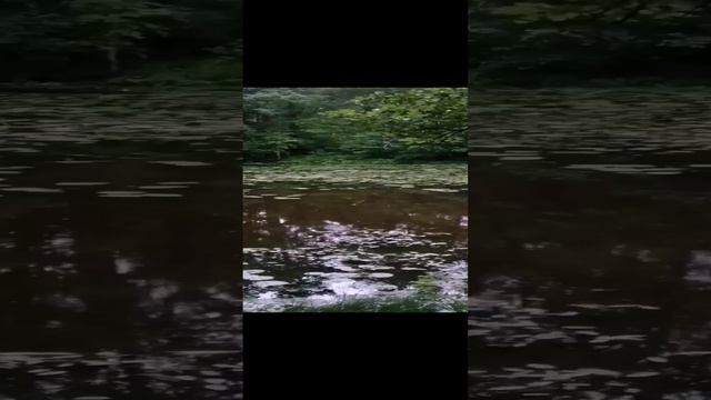 Озеро в Сестрорецке