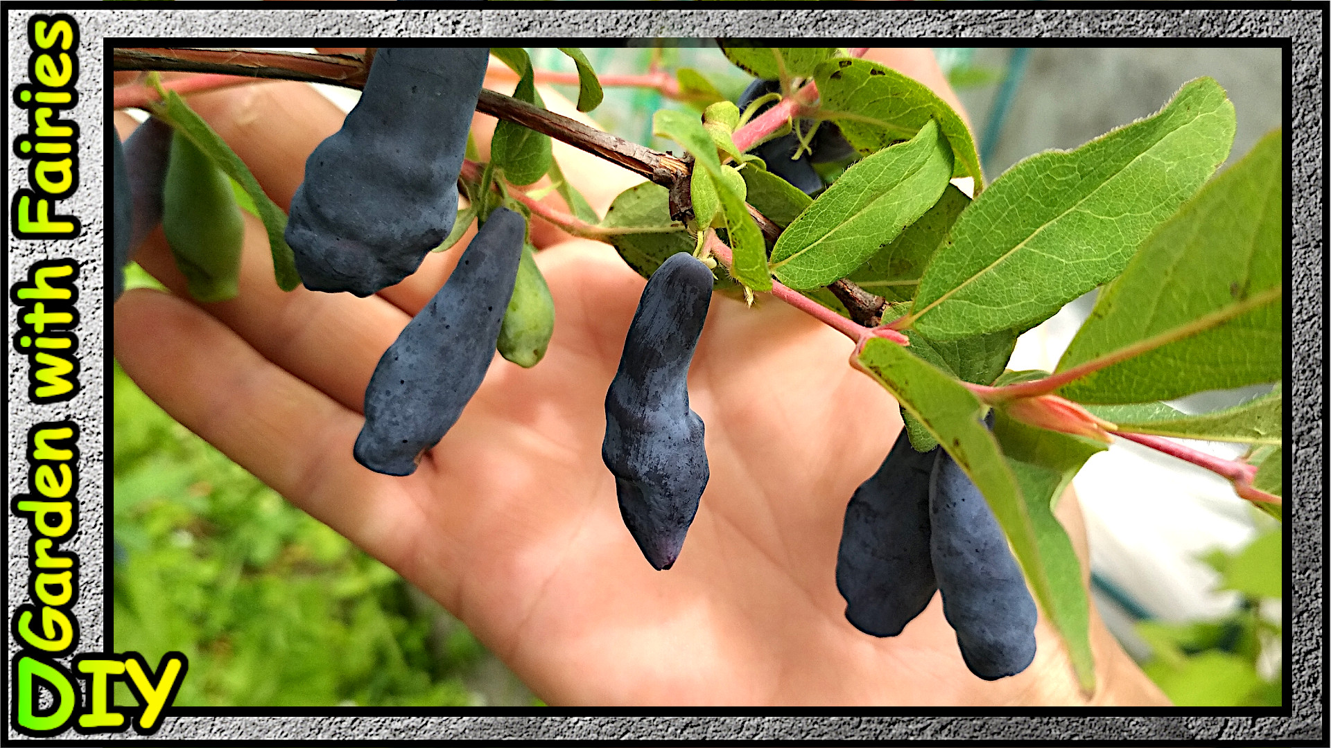 Жимолость Дочь Великана - отзыв о сорте. Бонус: гениальный способ борьбы с тлями без химии