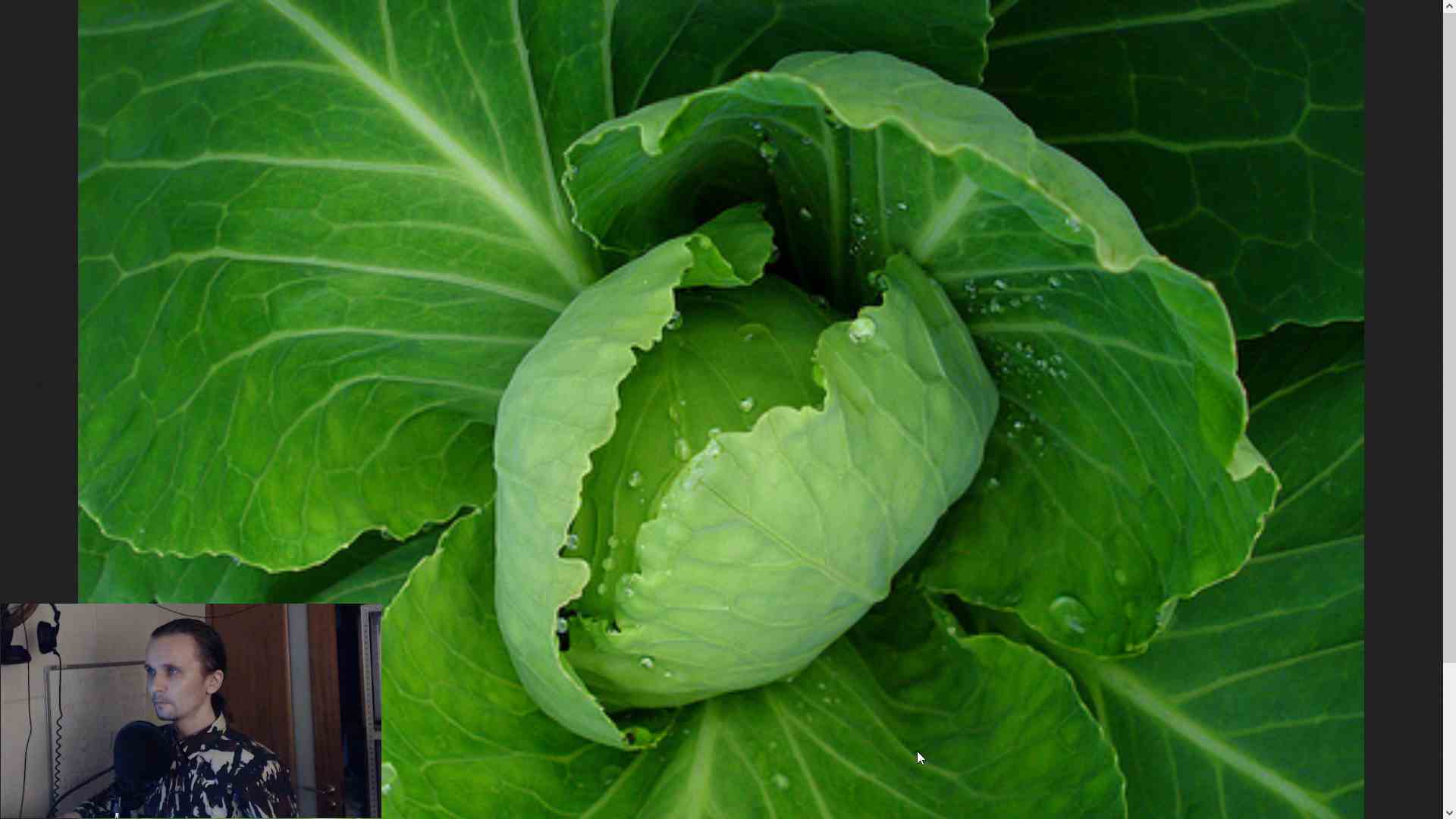 Штраф за выращивание капусты и особенности продуктового законодательства США