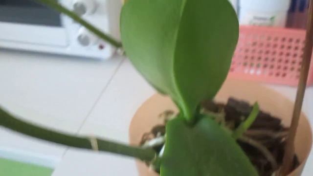 размножение орхидей и фикусов