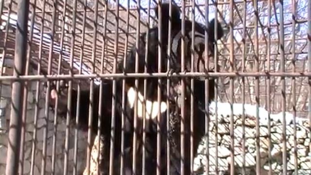 Теберда (Карачаево-Черкесия)