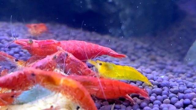 Миролюбивые аквариумные креветки