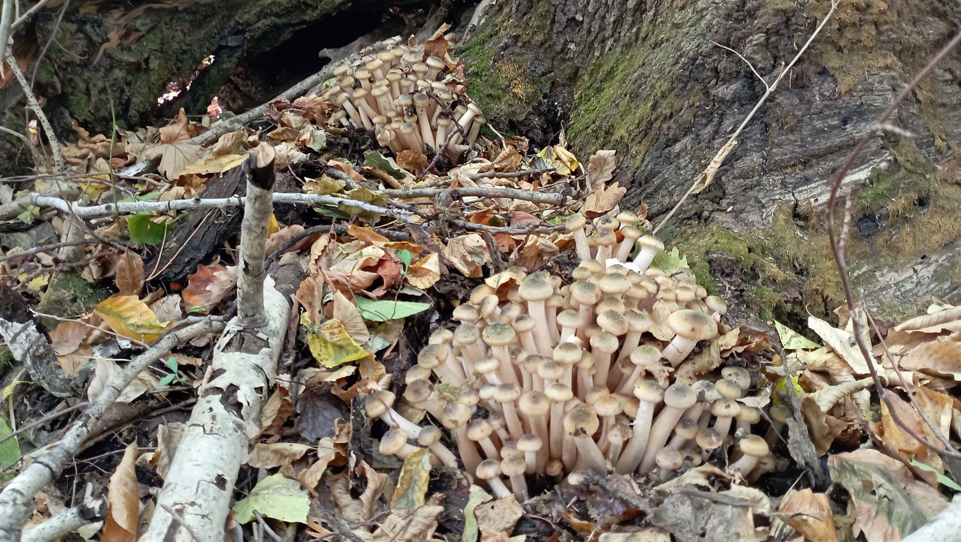 По грибы? По ОПЯТА!!!! 8 октября 2023 года.