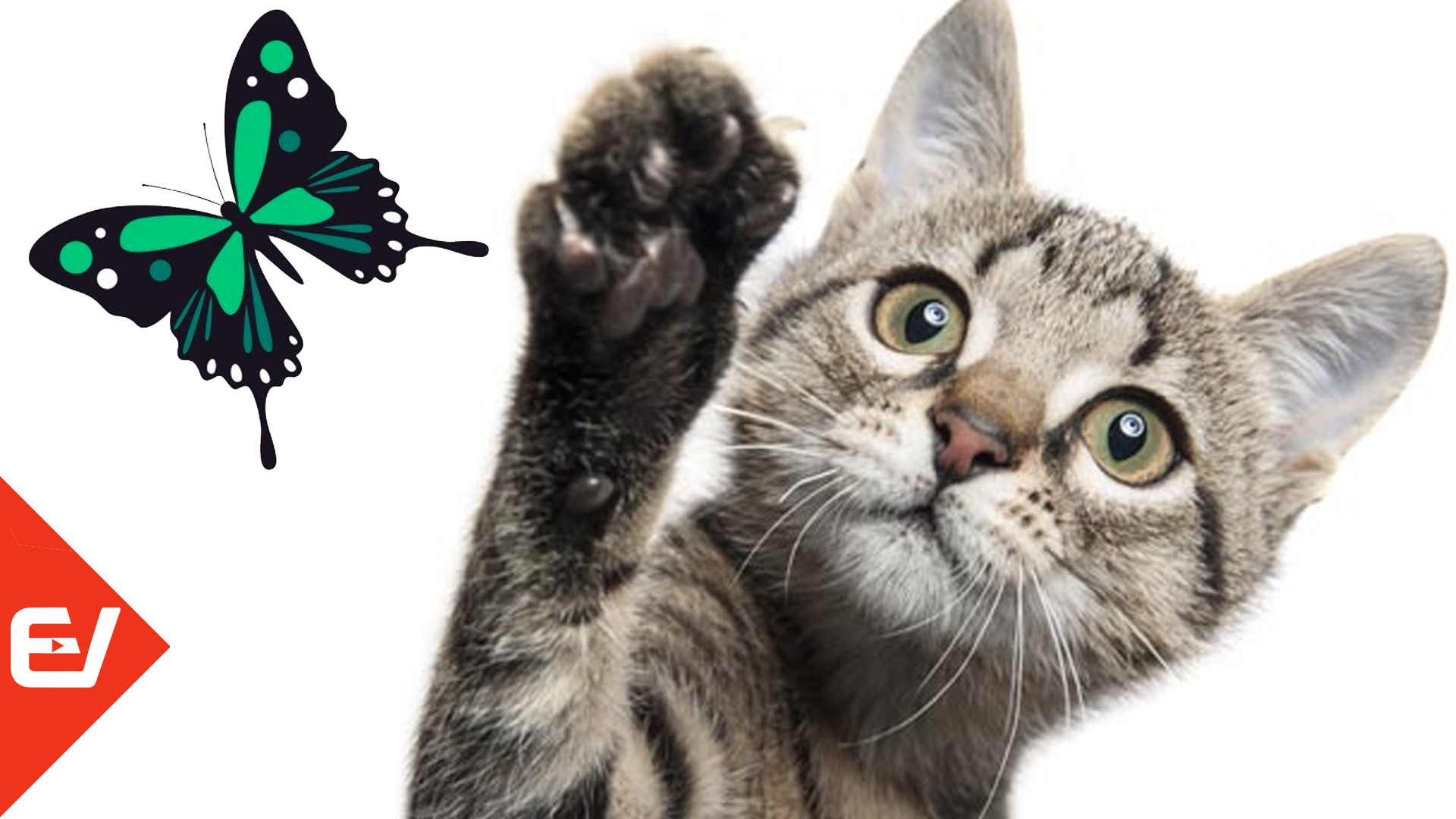 ? Бабочкарий для животных. Видео для кошек ?