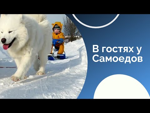 В гостях у самоедских собак
