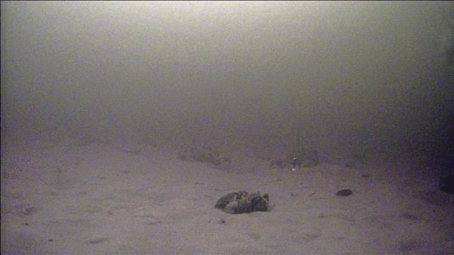 Подводная атака окуня на зимнюю блесну часть 3. Focusfish.