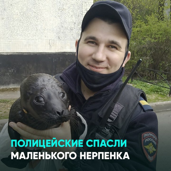 Полицейские спасли маленького нерпенка