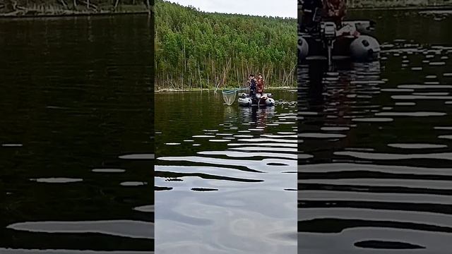 Взяли щуку на испуг