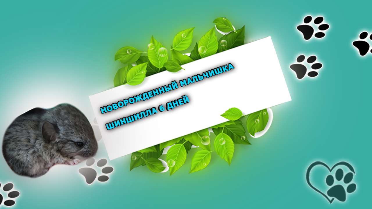 НОВОРОЖДЕННЫЙ ИСКУССТВЕННЫЙ МАЛЬЧИШКА|ШИНШИЛЛА 6 ДНЕЙ