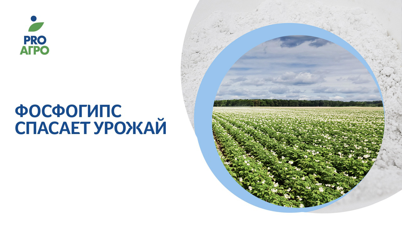 Фосфогипс спасает урожай