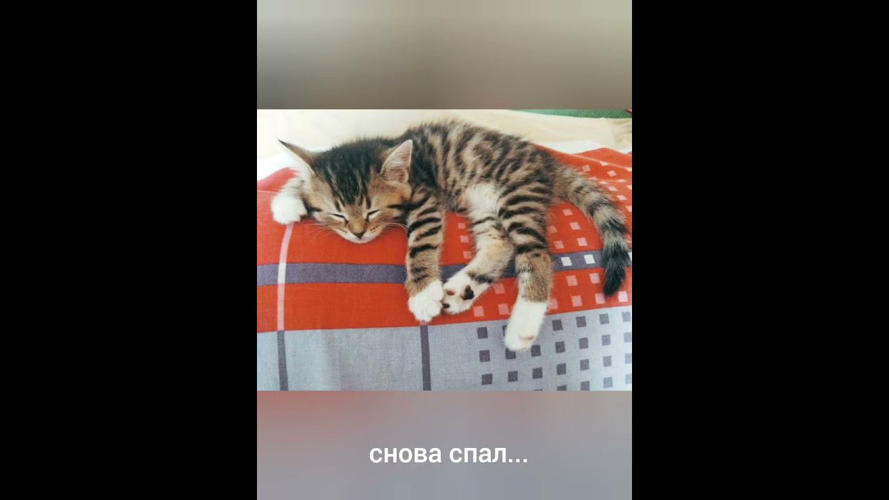 Автобиография Тигра