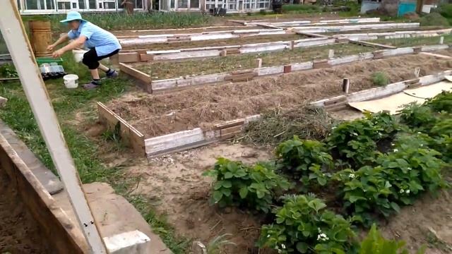 Удобный ПАРНИК. Посадка ОГУРЦОВ..MP4