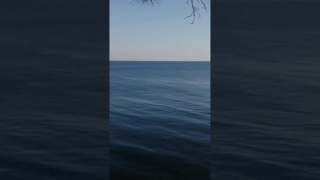 Сосны на морском берегу...