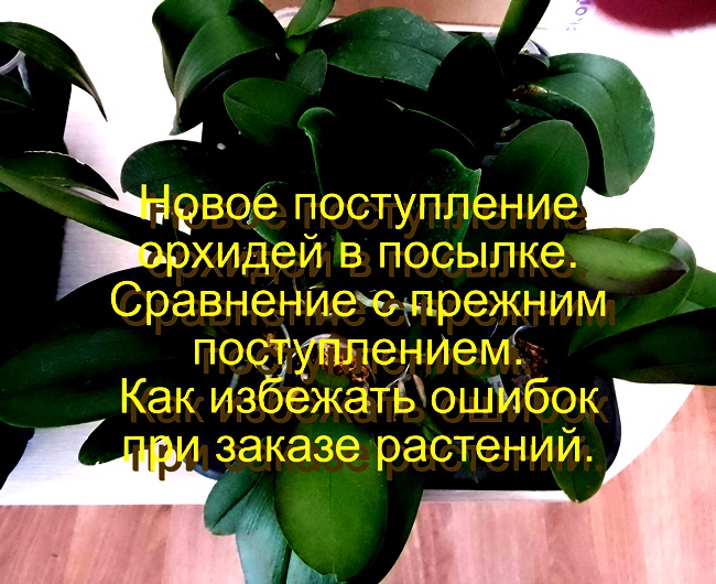 Новое получение орхидей в посылке. Сравнение с прежним поступлением. Как избежать ошибок при заказе.