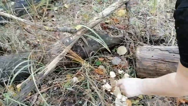 Грибы 01.10.2022 Воронежская область.