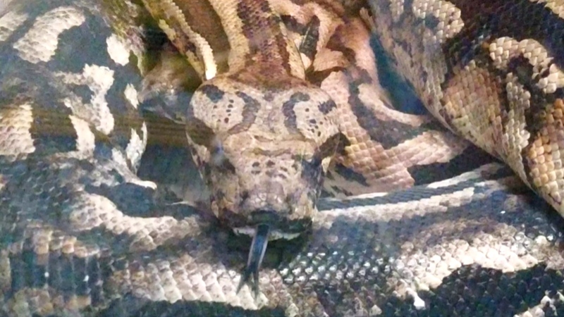 Мадагаскарский земляной удав в зоопарке города Северск