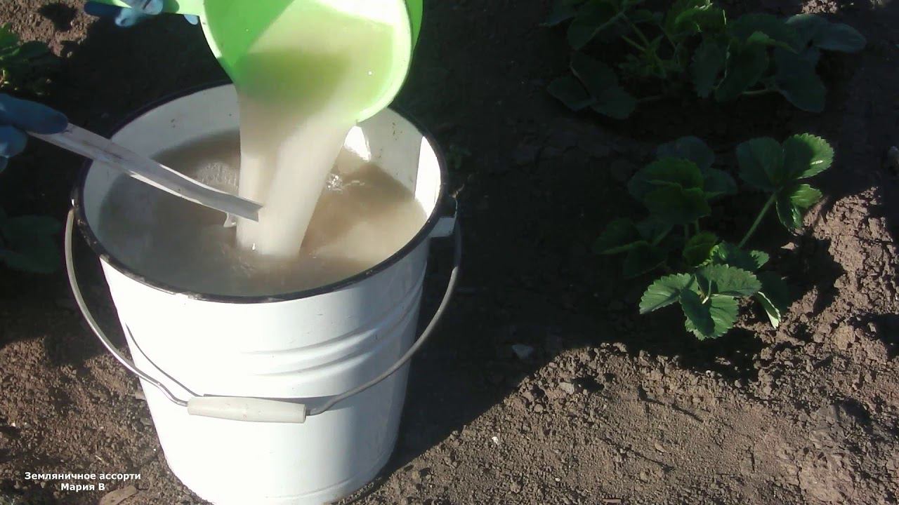 ОБРАБОТКА ЗЕМЛЯНИКИ ОДНОВРЕМЕННО ПРОТИВ ВРЕДИТЕЛЕЙ И БОЛЕЗНЕЙ