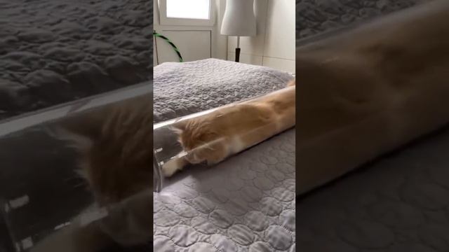 Слишком пластичный