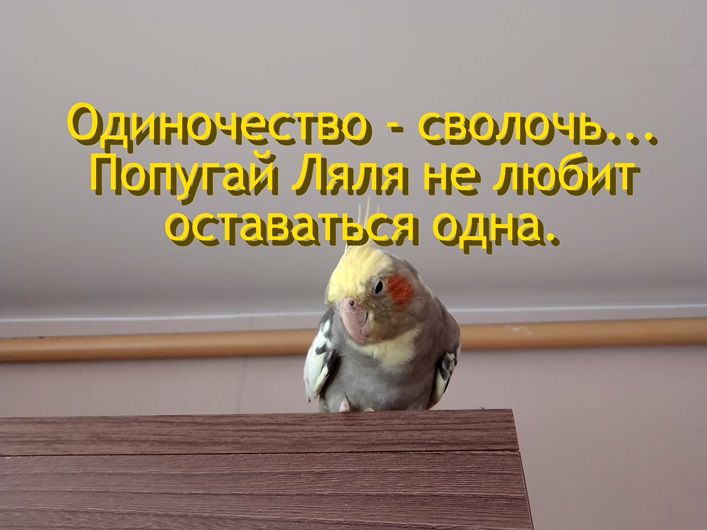 Одиночество-сволочь... Попугай Ляля не любит оставаться одна.
