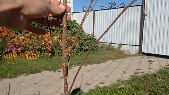 #саженцы_дешево#отзыв#вишня#зизифус Отзыв клиента Агромаркет24! (1).mp4