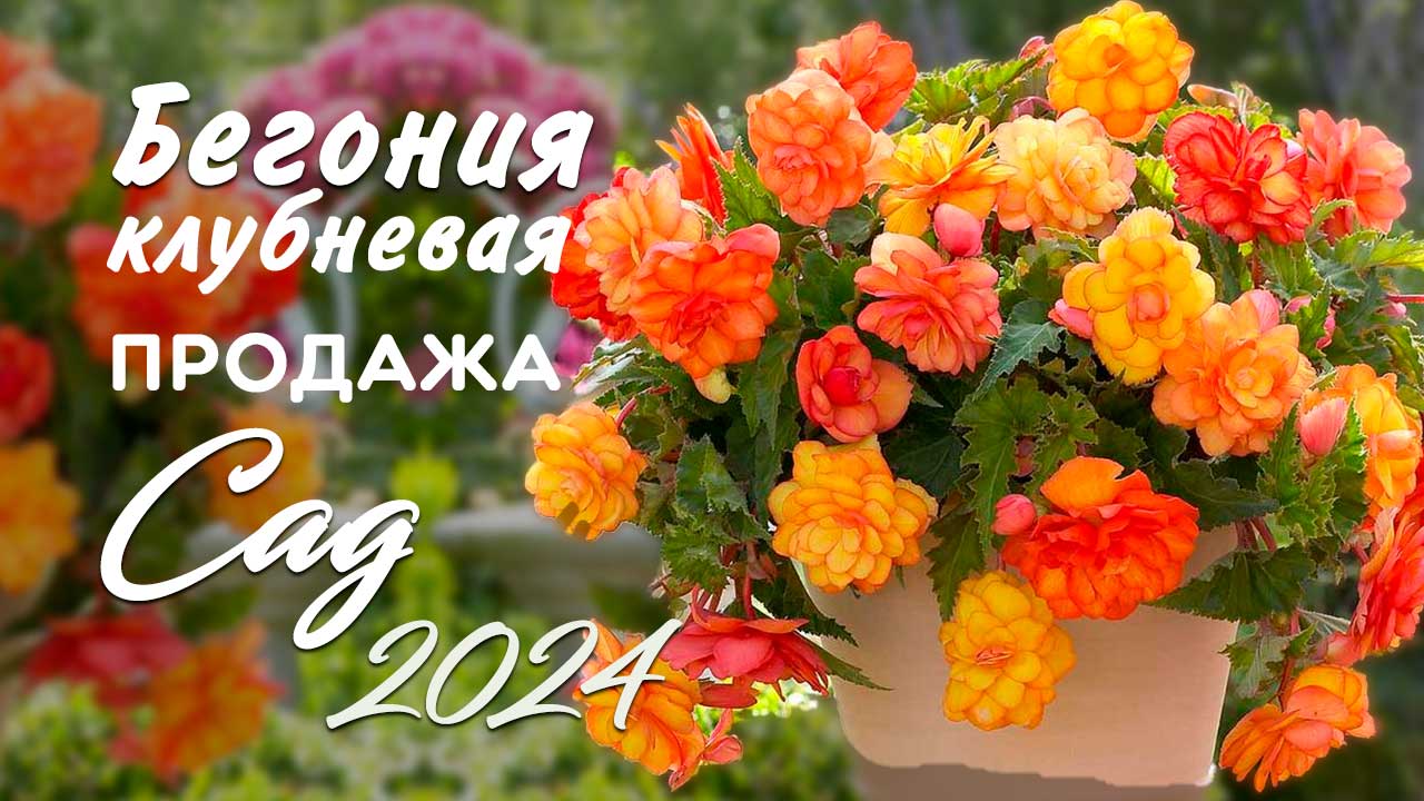 Бегония клубневая. Продажа саженцев