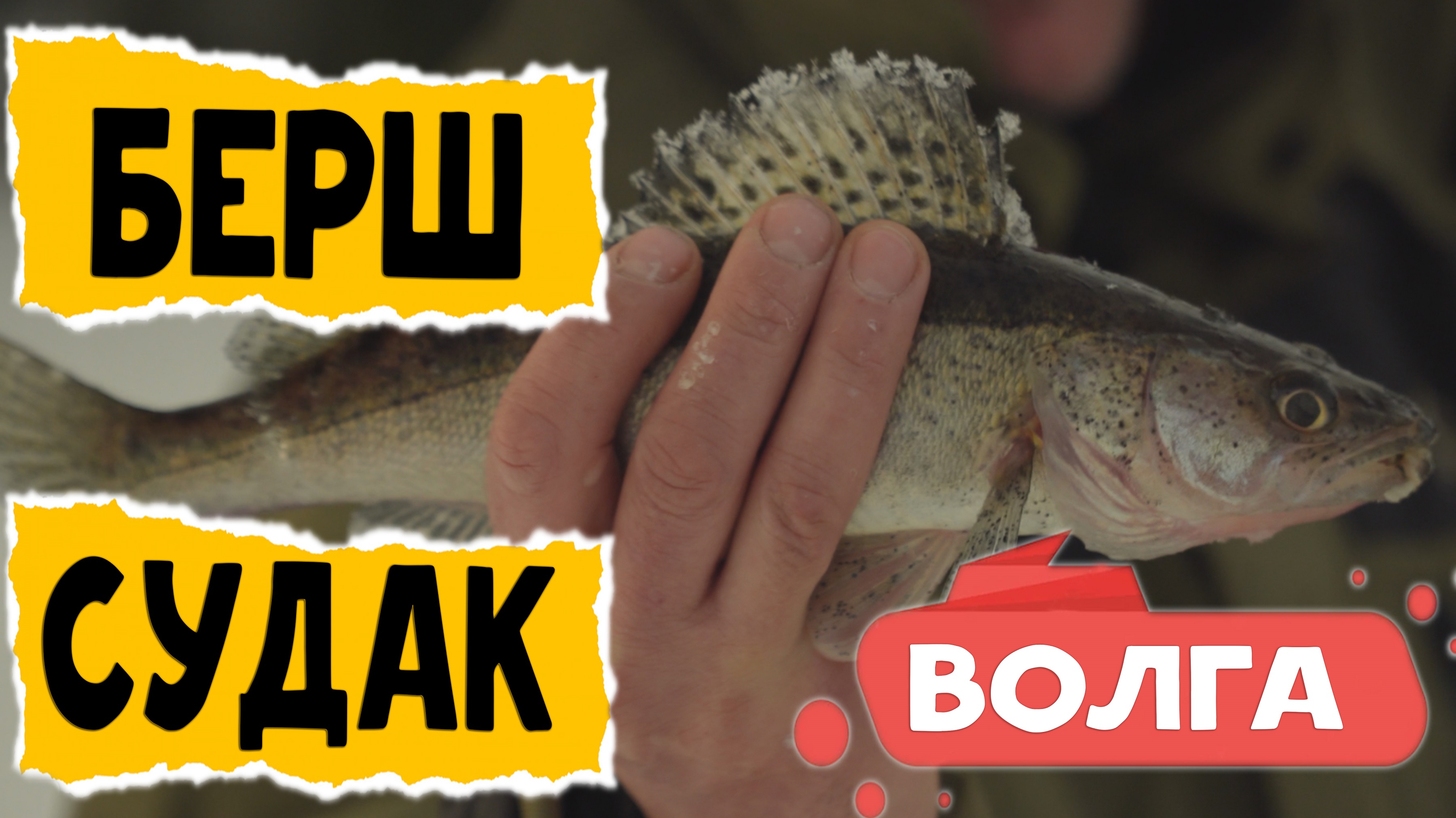 МИССИЯ НЕ ВЫПОЛНИМА - ПОЙМАТЬ БЕРША. р. Волга,  Волгореченск