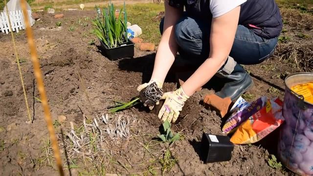 высаживаем фрезии в открытый грунт.