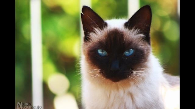 Сиамская кошка: описание, характеристики, 112 фото | 101kote.ru