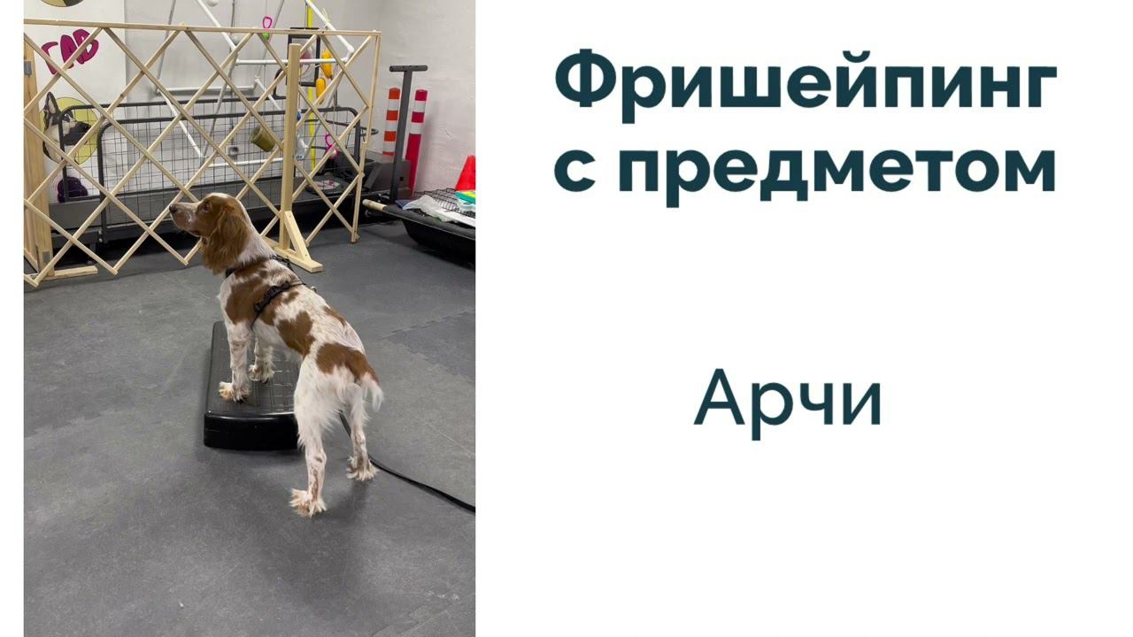 6. Фри шейпинг с предметом. Спаниель Арчи
