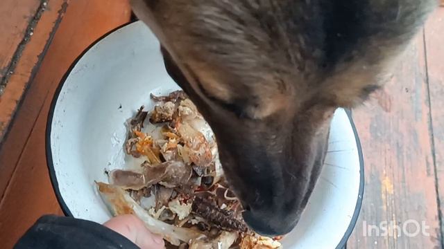 99) СОБАКА Породы ОВЧАРКА по Кличке Верба ест вкусняшки на день рождения мамы 19 марта 2023  Пенза