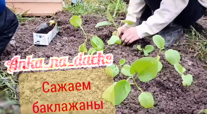 Сажаем баклажаны