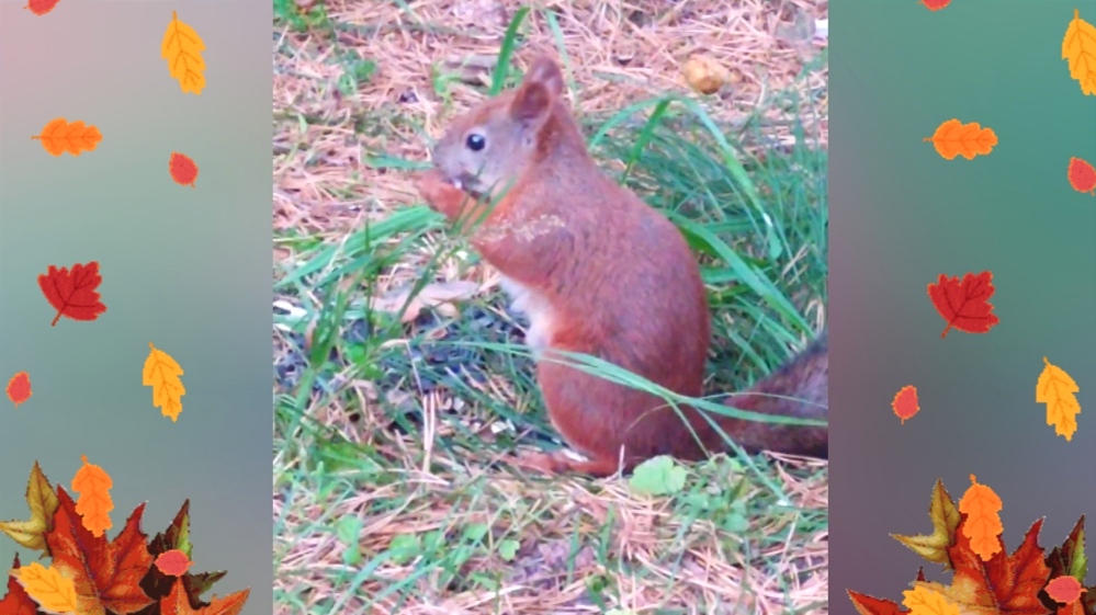 Белочка пришла ?