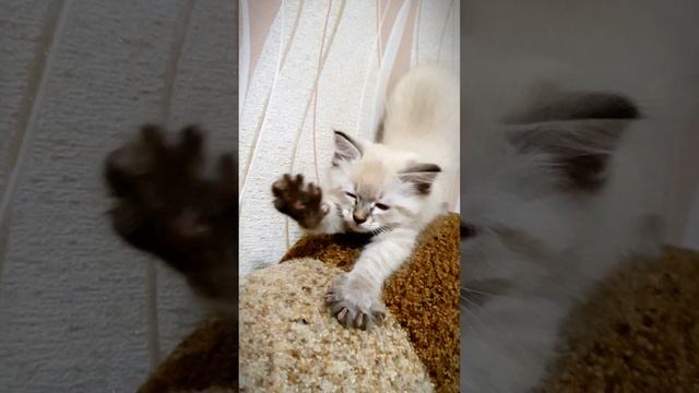 Мяу! Тянемся-потянемся.?
#shorts #кокос #котики