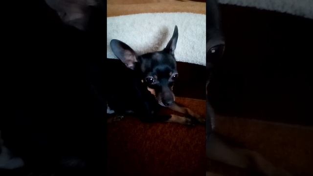 Вечно голодный пёс