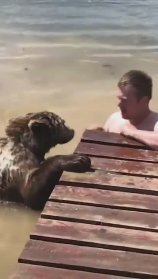 funny bears5#shorts./забавные мишки