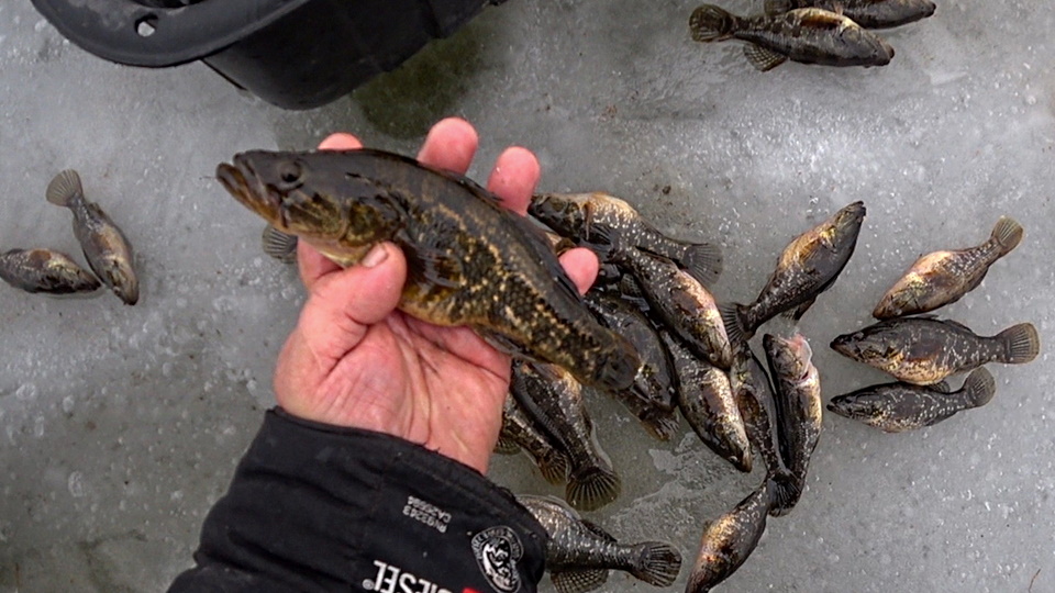 ЭТА рыба ловится на ВСЁ