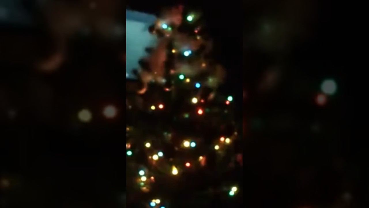 Светина ëлки. Совсем всë видно... #новыйгод #новыйгод2018 #ёлка #2018 #влог