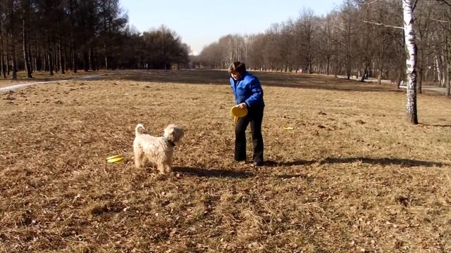 Фризби Вебстайл 2014 Людмила и пшеничный терьер Бася.mp4