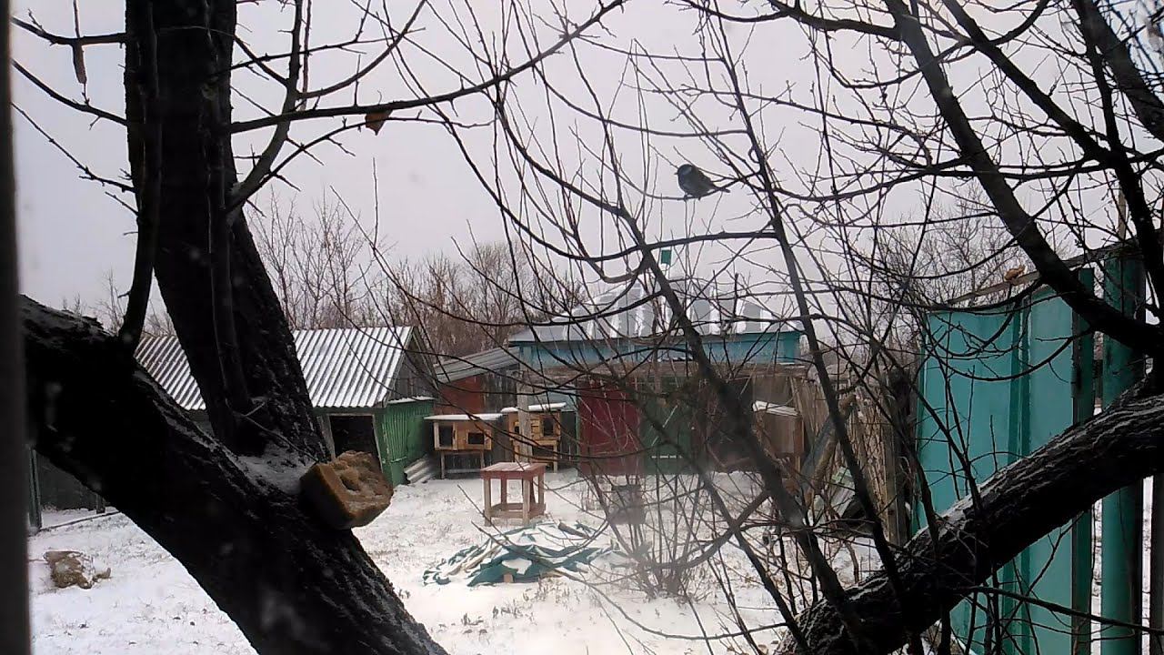 Первый снег и синица