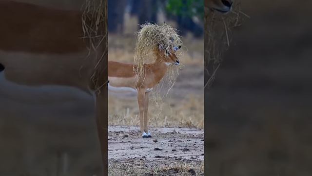 Поход к парикмахеру,ожидание и реальность.mp4