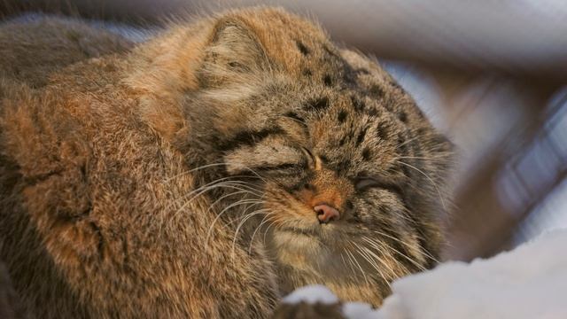 Вороны мешают спать Манулу