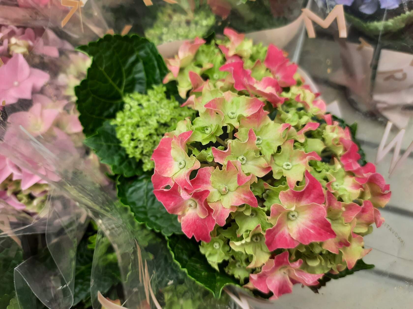 Гортензия крупнолистная