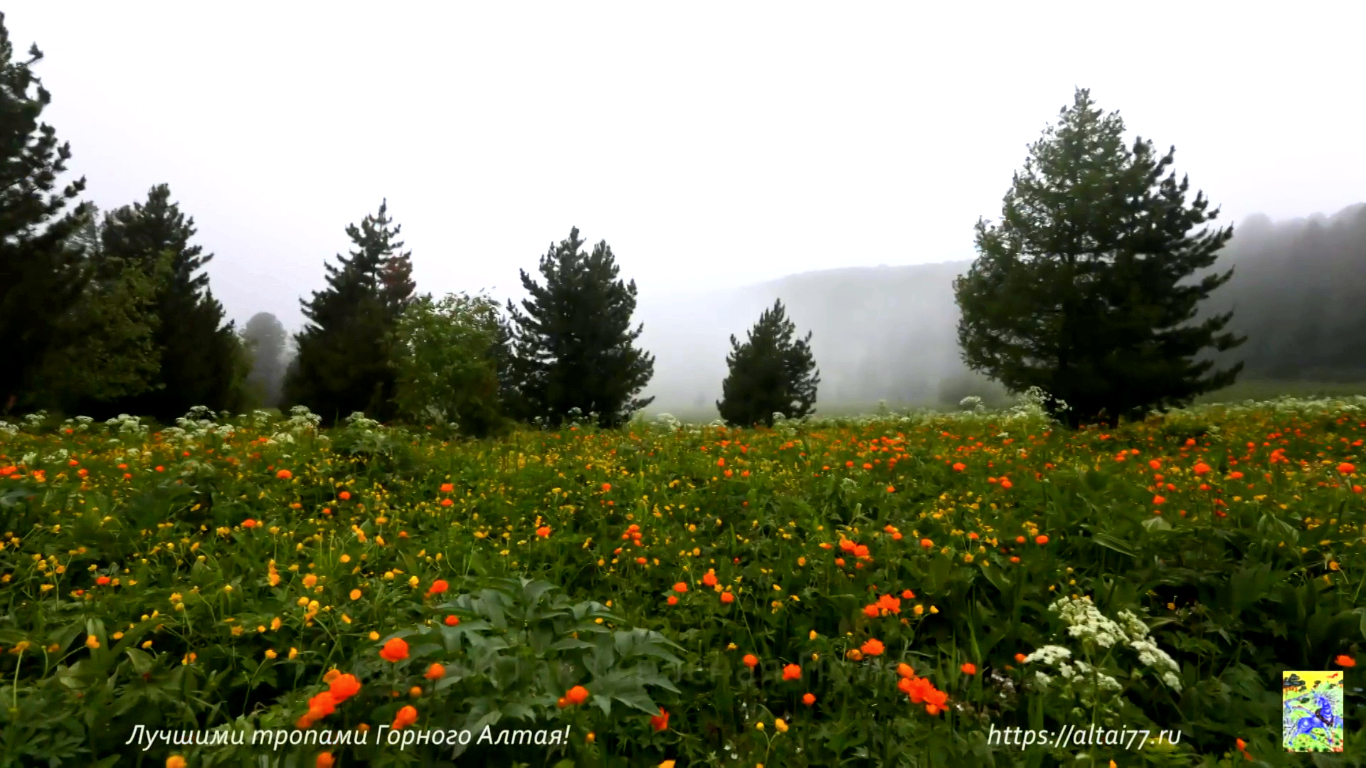 Алтай 77 2020 ►► Авторский тур на Алтай.
