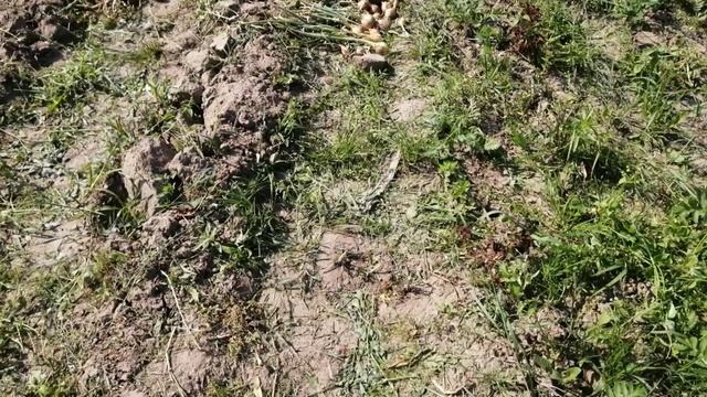 Урожай 6-го августа