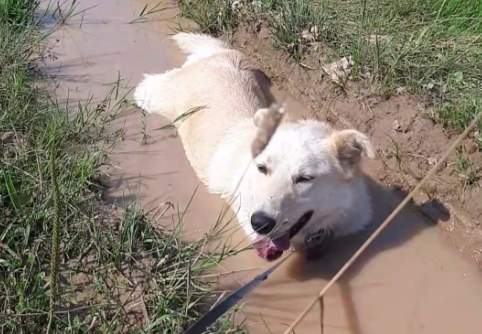 Когда жарко, Беляш и в грязь залезет.