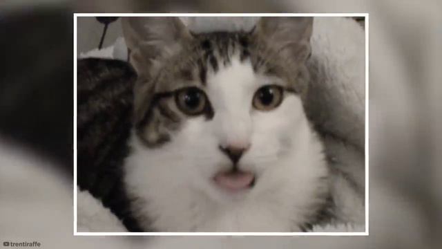 Что Это За Прозрачные Штучки в Глазах Парад Фактов 8