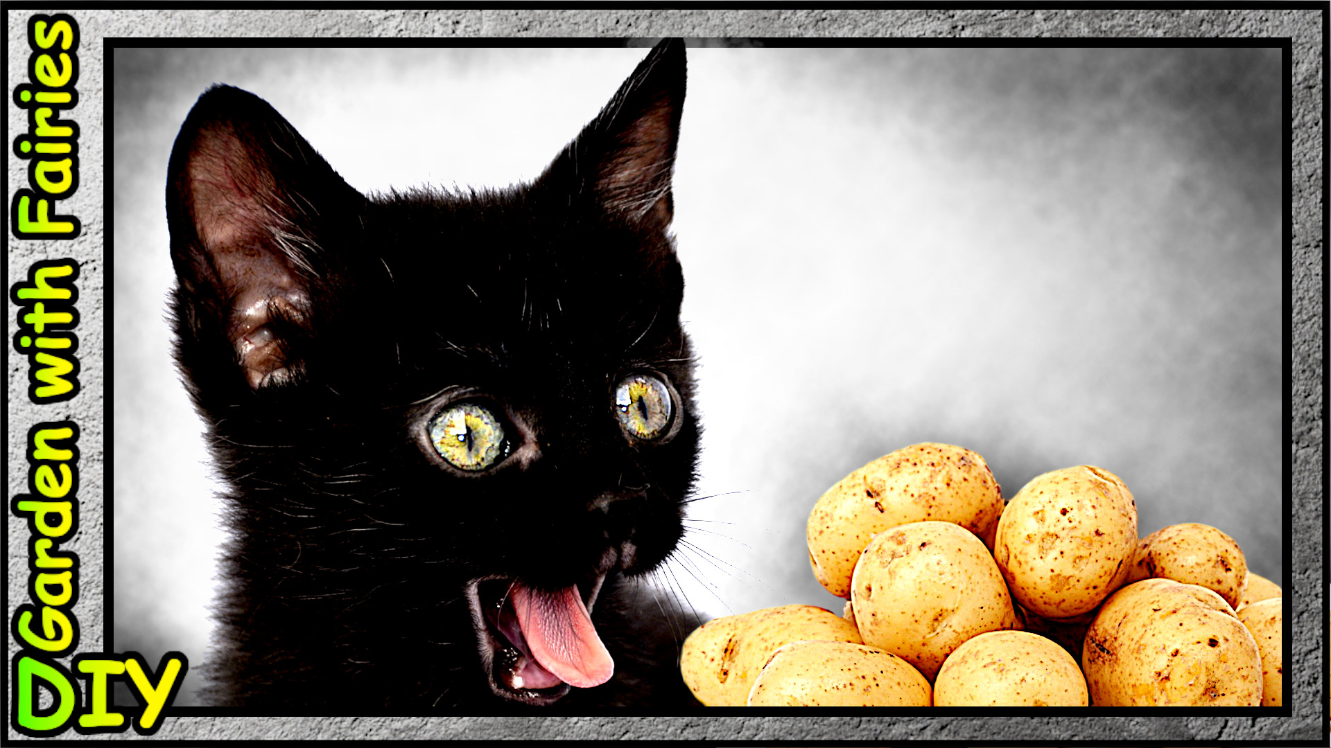 Кот выпрашивает и ест сырую картошку