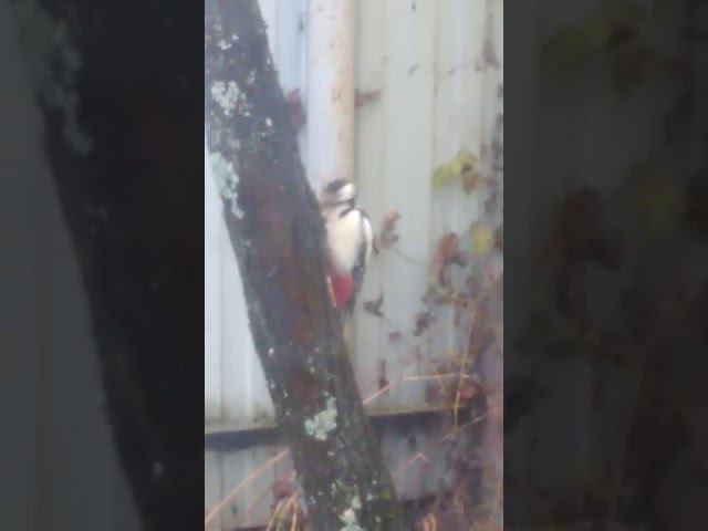 Сидел на ветке дятел, досиделся #АэНБИ #недвижимость